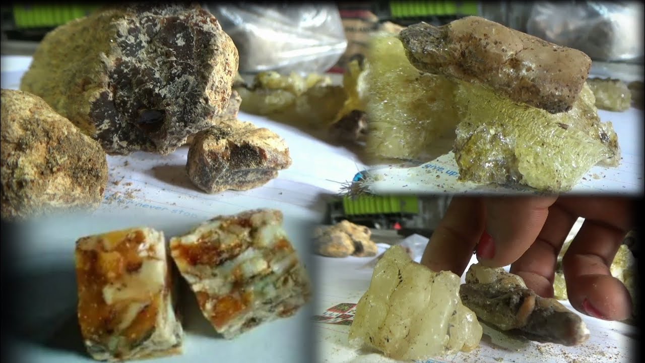 3 JENIS DAMAR HUTAN DAN MENYAN.BANYAK MANFAAT NYA - YouTube