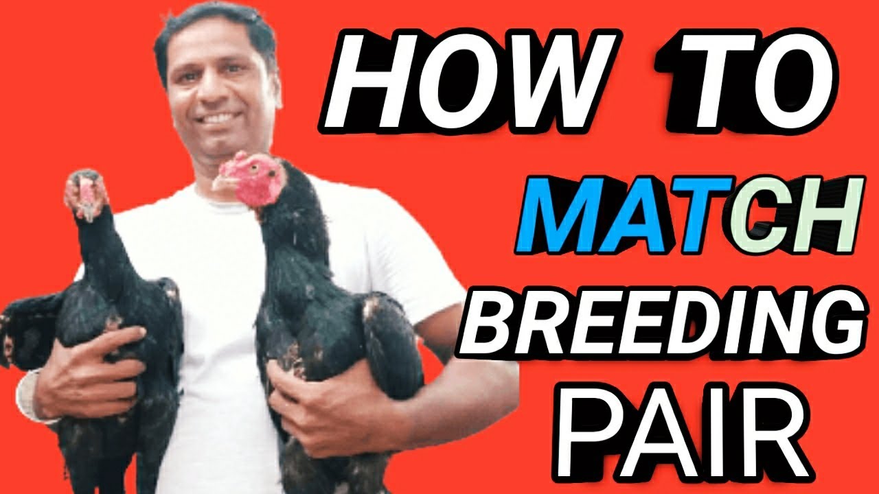HOW TO MATCH BREEDING PAIR - YouTube