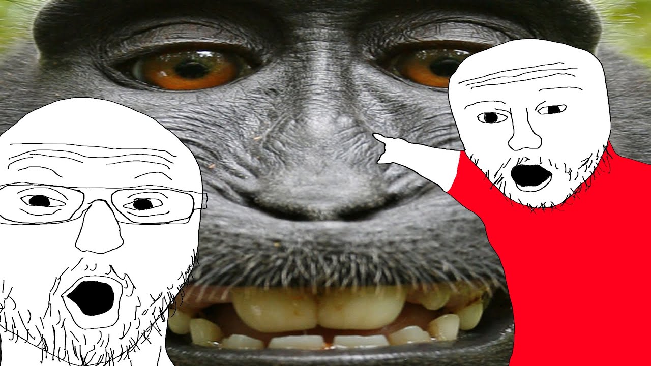 MY FAVORITE MONKEYS - YouTube