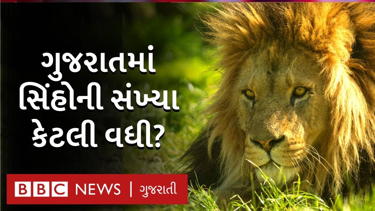 Asiatic lion: ગુજરાતમાં સિંહોની સંખ્યા વધી, પરંતુ ગણતરી અલગ રીતે કેમ થઈ ...