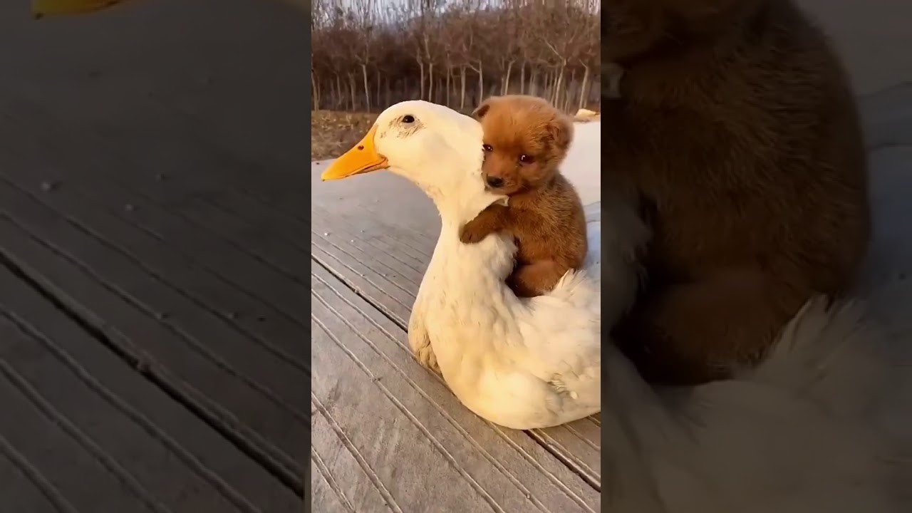 a puppy gets a ride from a duck. - YouTube