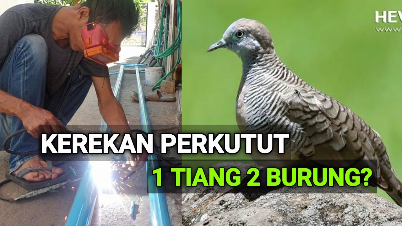 KEREKAN PERKUTUT SATU TIANG DUA BURUNG | jangan asal bikin, kasih jarak ...