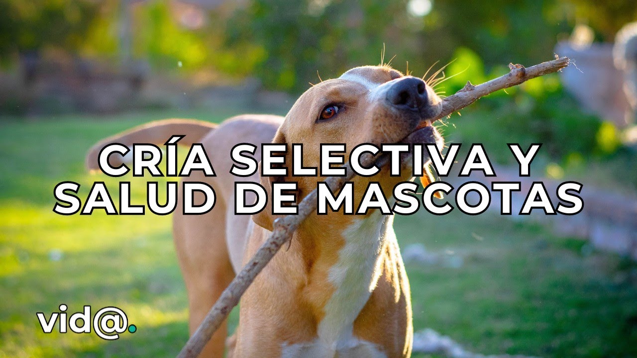 Las consecuencias de la cría selectiva en la salud de las mascotas ...