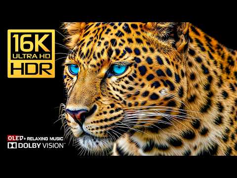 Wonderful OLED TEST 16K Video | Dolby Vision HDR 120FPS (8K/4K Video TV)