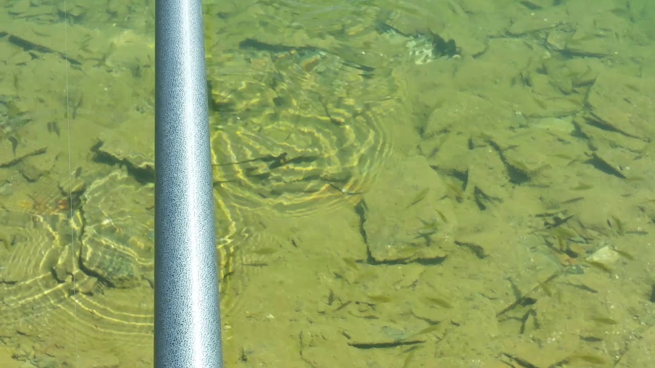 Percasol, algo más que una plaga... - YouTube