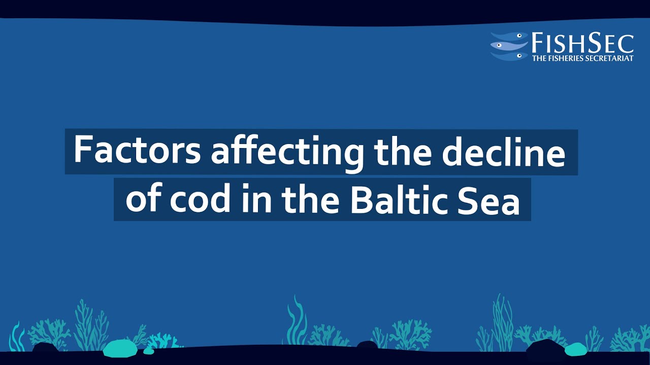 Factors affecting Baltic Sea cod - YouTube