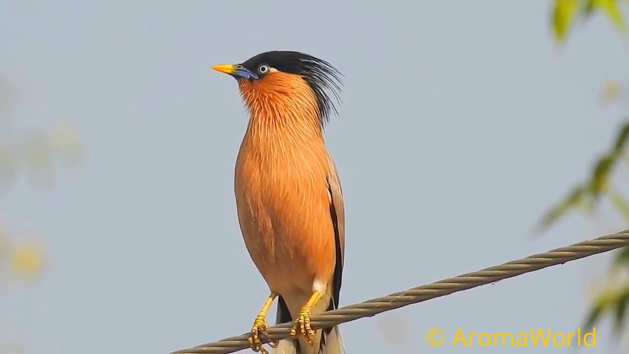 Sound Of Brahminy starling (Myna) - YouTube
