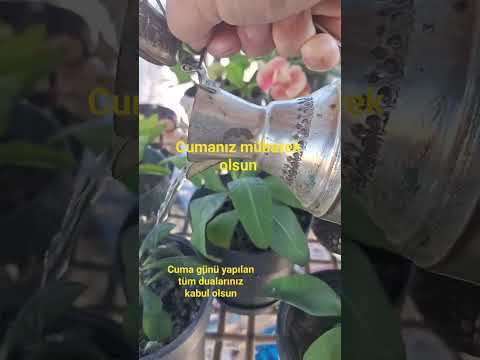 bu dua senin için #allah #cuma #dua #fypシ゚viral #shorts #keşfetbeniöneçıkar