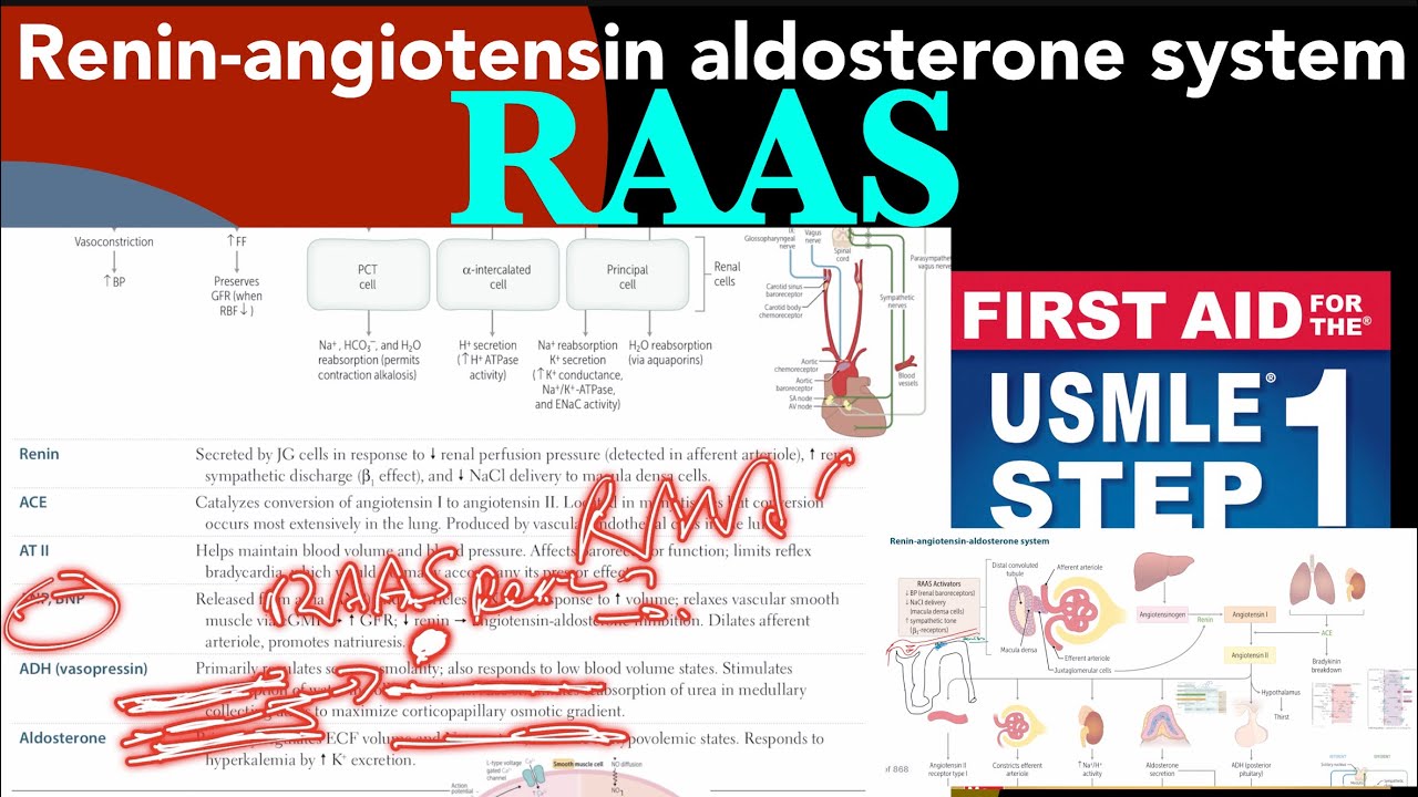Renin-angiotensin Aldo system (RAAS) full detail in Hindi/Urdu - YouTube