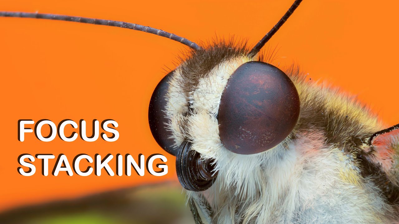 [BASIC] QUICK FOCUS STACKING WITH CHEAP MACRO RAIL I EXTREME ...