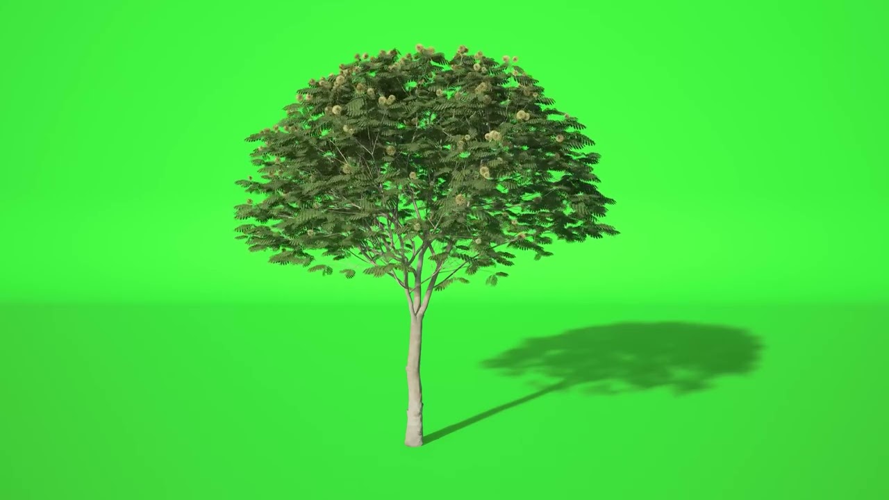 002 - Green Screen | Chroma Key | Plant Flower 4K - YouTube