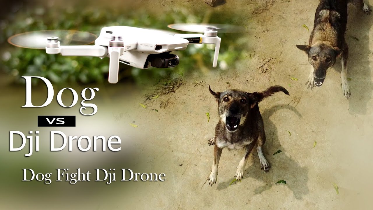 Dog Fight DJI Drone: Ultimate Aerial Combat Experience @MRINDIANHACKER ...