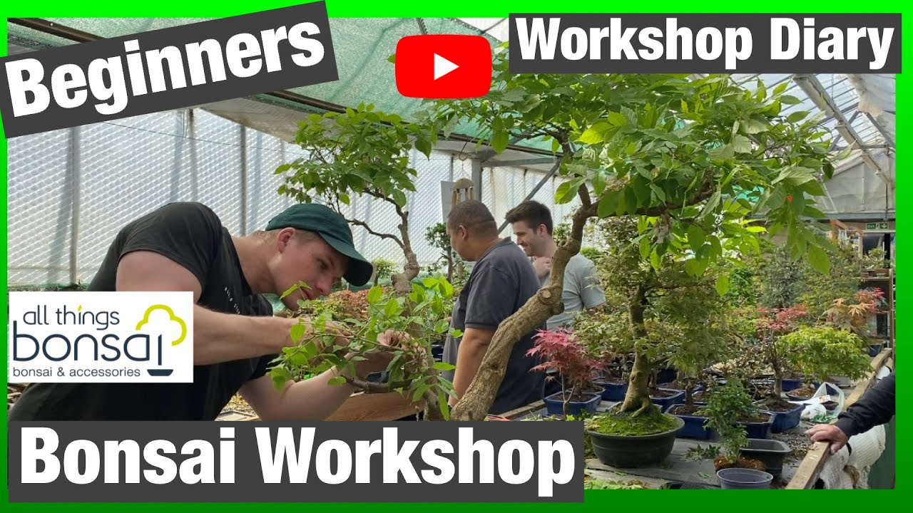 Beginners Bonsai Work - YouTube