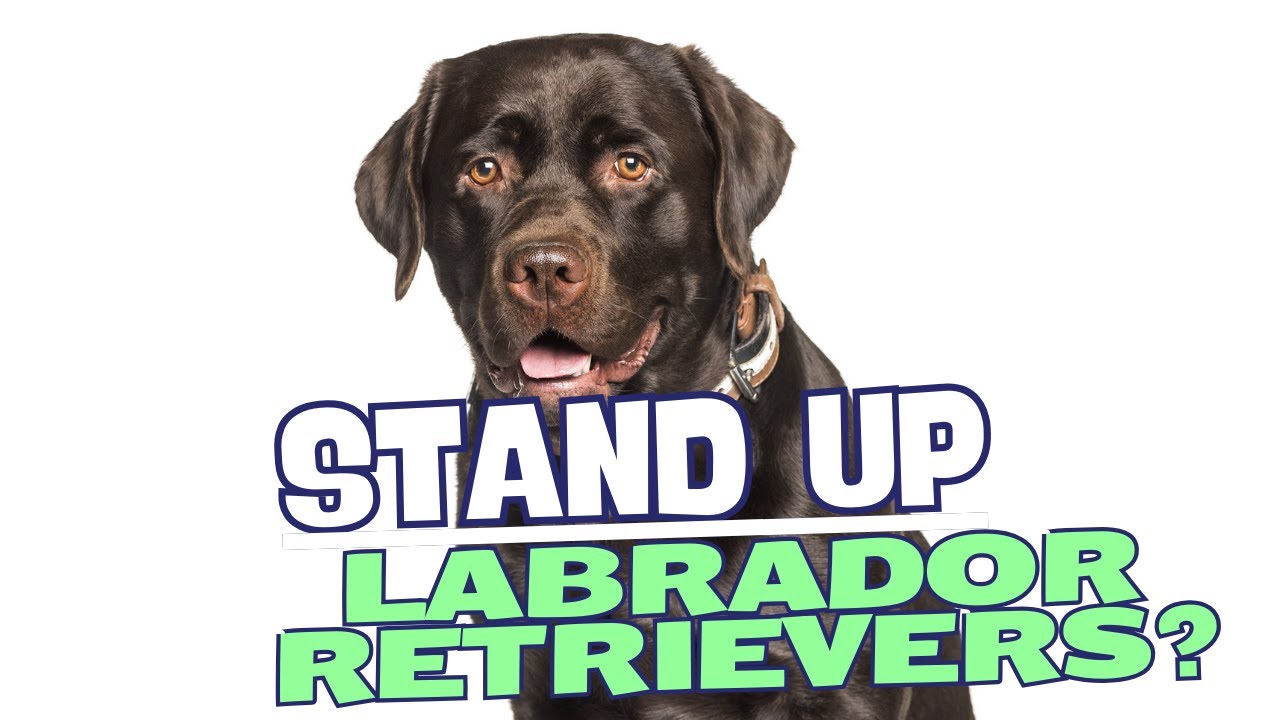 Stand-Up Comedy About Labrador Retrievers 🐕🎤🤣 - YouTube