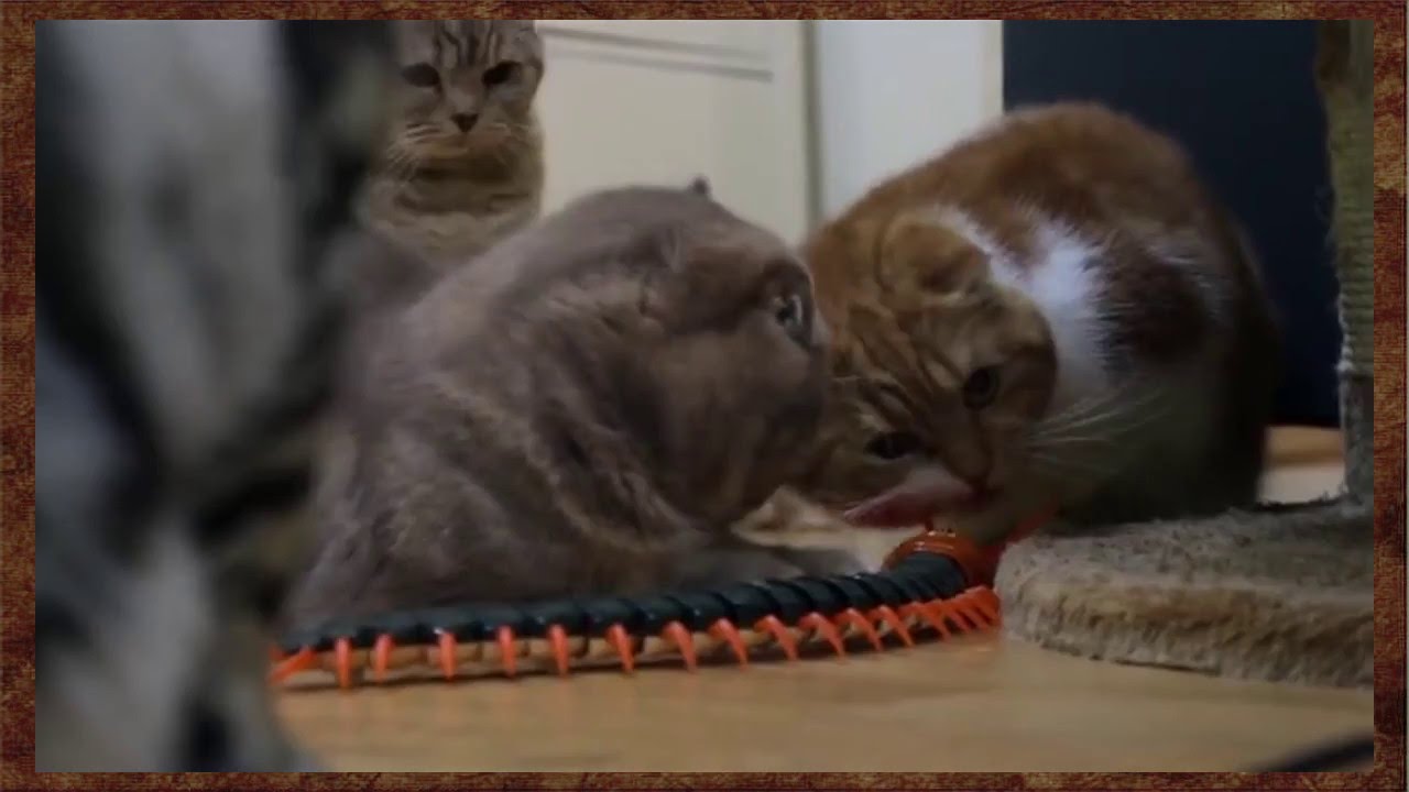Коты и игрушечная сколопендра, Cats and toy centipede - YouTube