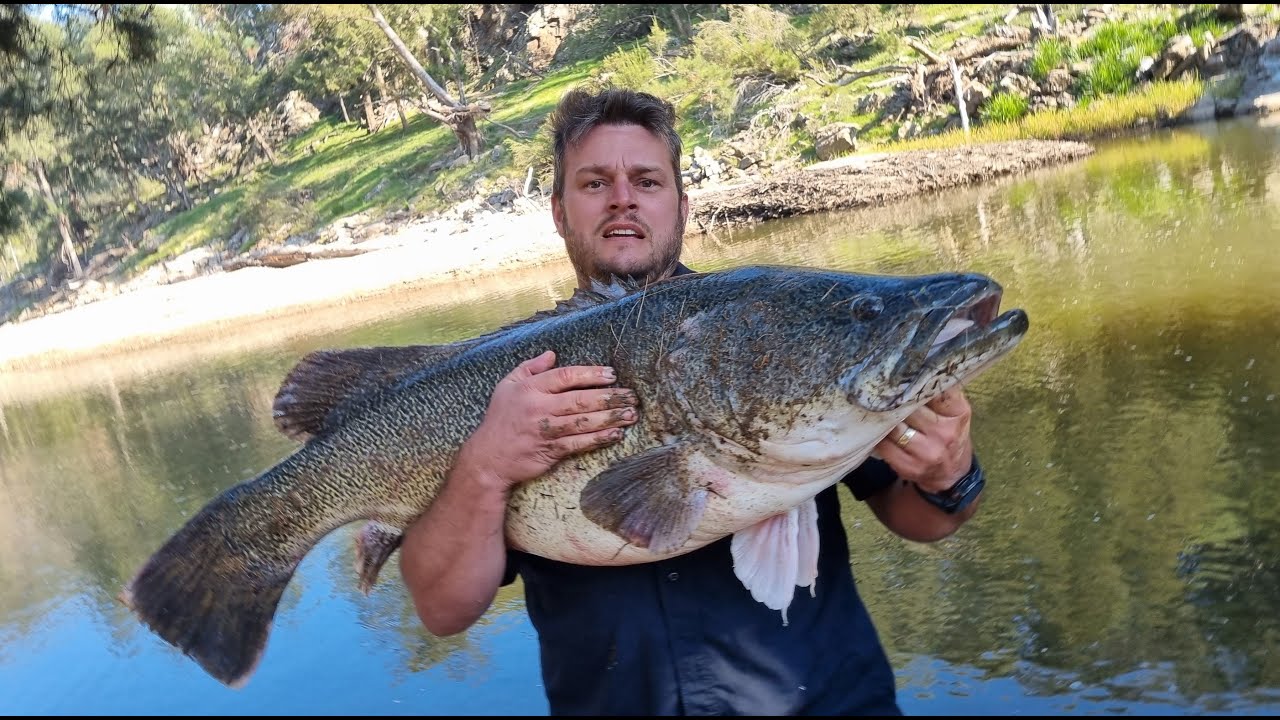 Murray Cod river fishing with lures. - YouTube
