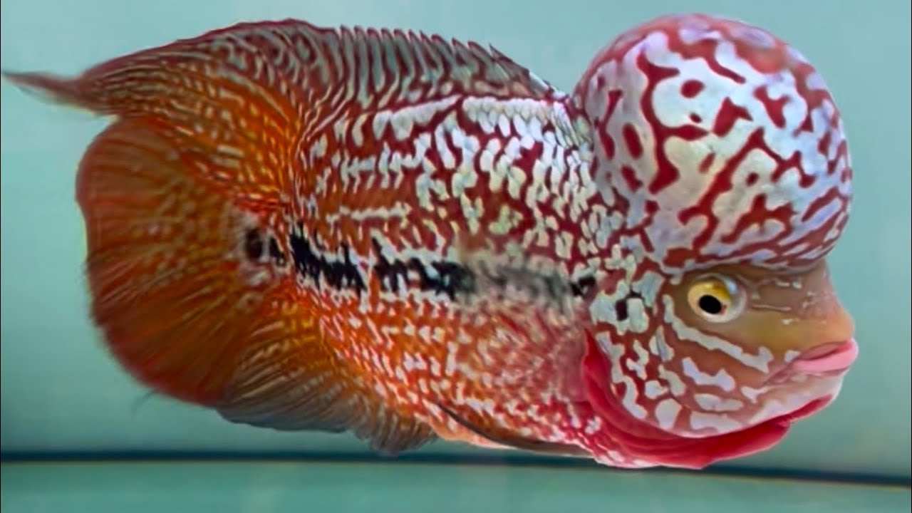 SIÊU PHẨM KAMFA F2 CẬP BẾN ĐẦU NĂM #đoàngiafish ZALO 032.880.9889 - YouTube