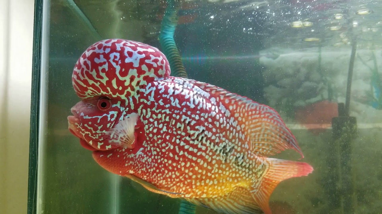 Ikan Louhan Kamfa Termahal Youtube