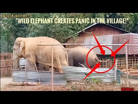 "Real-Life Thriller: Escaping the Jaws of Death from an Elephant Attack ...