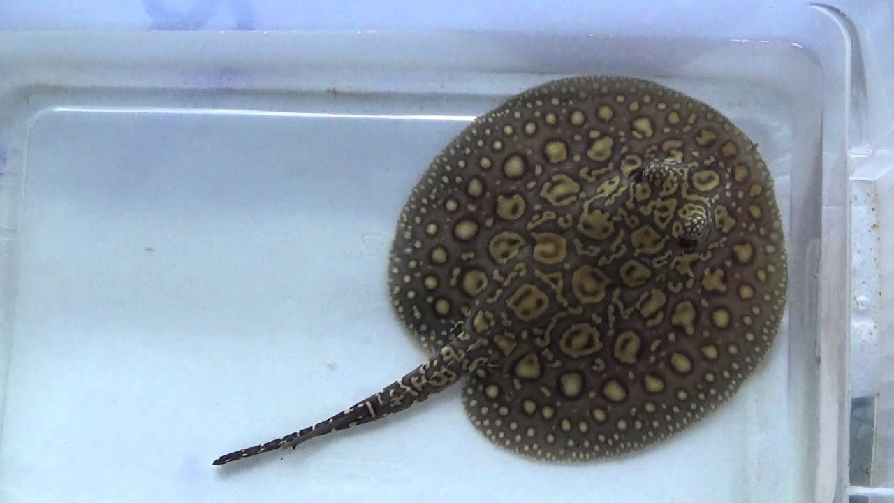 7" Super Hybrid Stingray (Potamotrygon Sp.) MALE 2 - YouTube