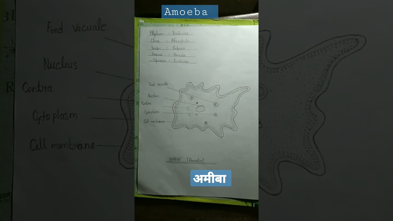 amoeba. common symptoms of amoeba. biology. . - YouTube