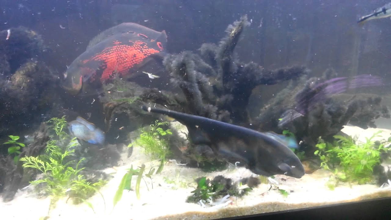75 gallon tank with Fahaka puffer - YouTube