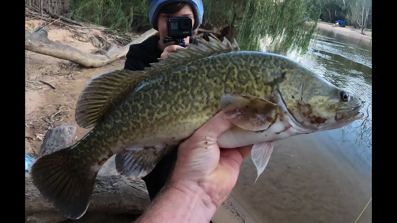 CATCHING MY 1ST EVER MURRAY COD - MURRAY RIVER COBRAM - YouTube