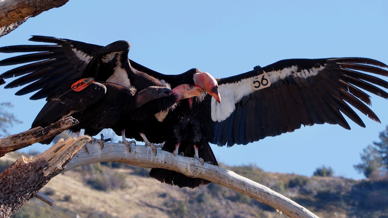Critically Endangered California Condor Mating “Dance” - YouTube