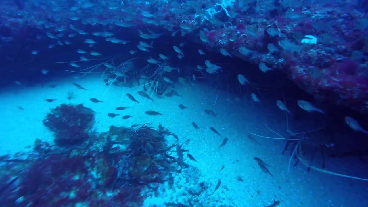 Highlights Cray Diving Mandurah 15th November - Western Australia ...