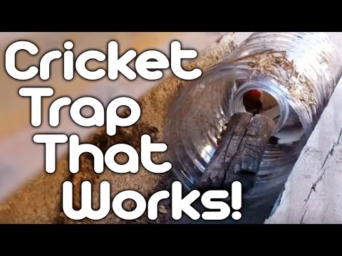 How To Bait With Crickets