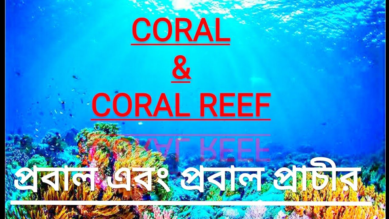 Coral details । Classification of Coral Reef । Barrier reef । Atoll ...