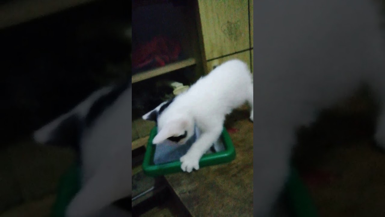anak kucing lucu lagi ngaca - YouTube