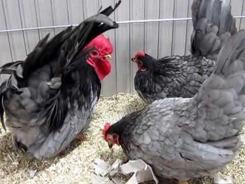 Chabo blau, National Poultry Show Germany - YouTube