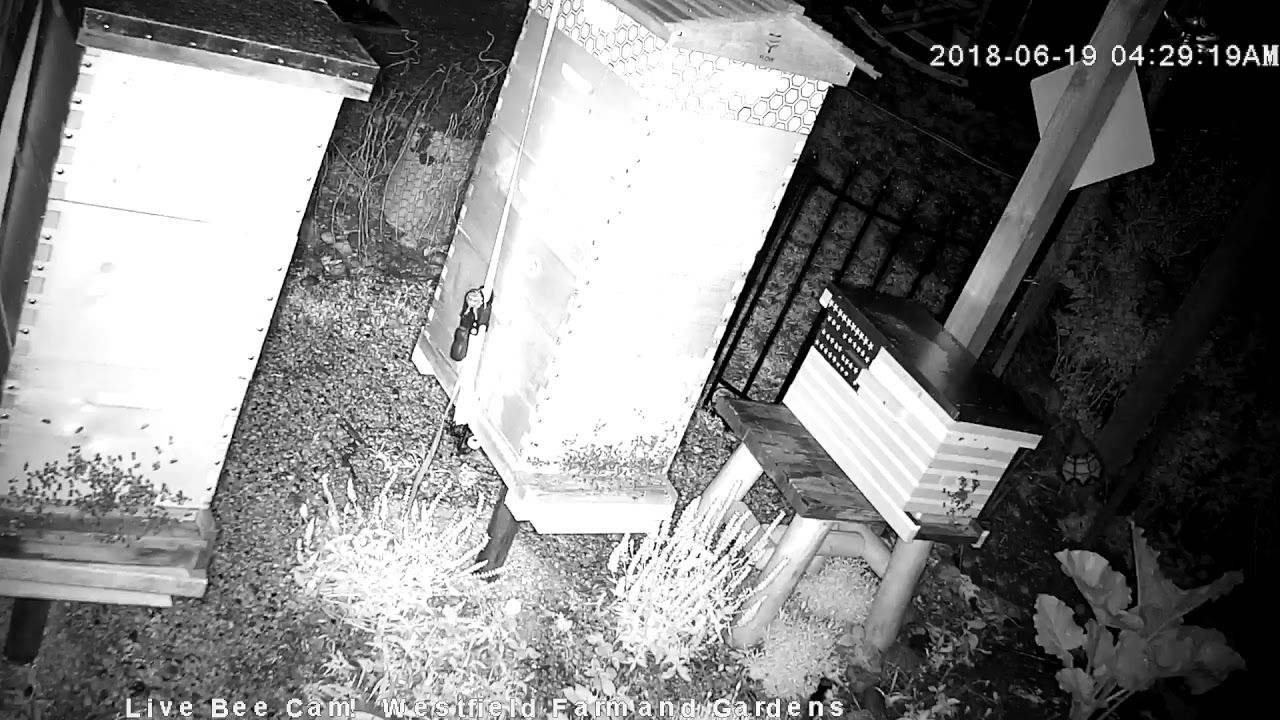 Live Honey Bee CAM - 1080p HD 24/7 Like & Share Us! Through Awareness ...