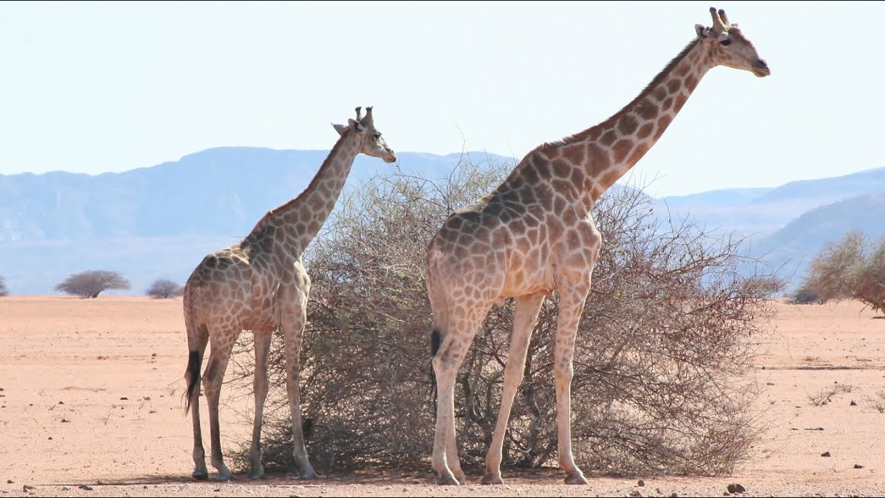 Giraffes of the Desert #giraffe #giraffeconservation - YouTube