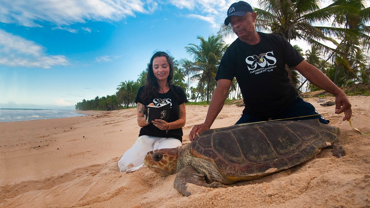 Fundação Projeto Tamar - Apresentação institucional (slideshow ...