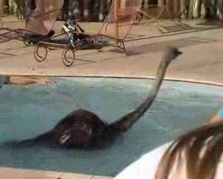 Swimming Ostrich - YouTube