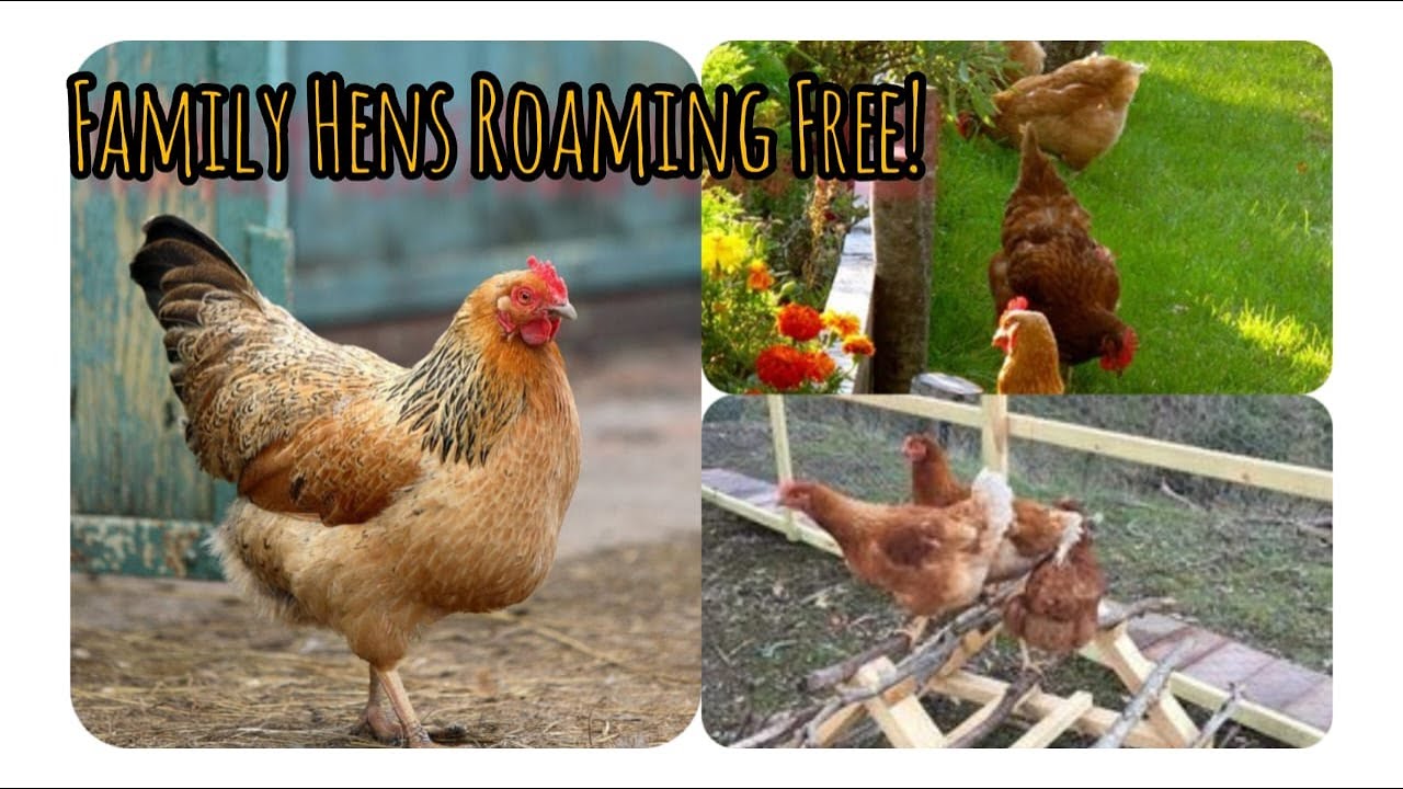 Family Hens are The BEST, You will have Fresh Eggs Everyday!! | Amazing ...