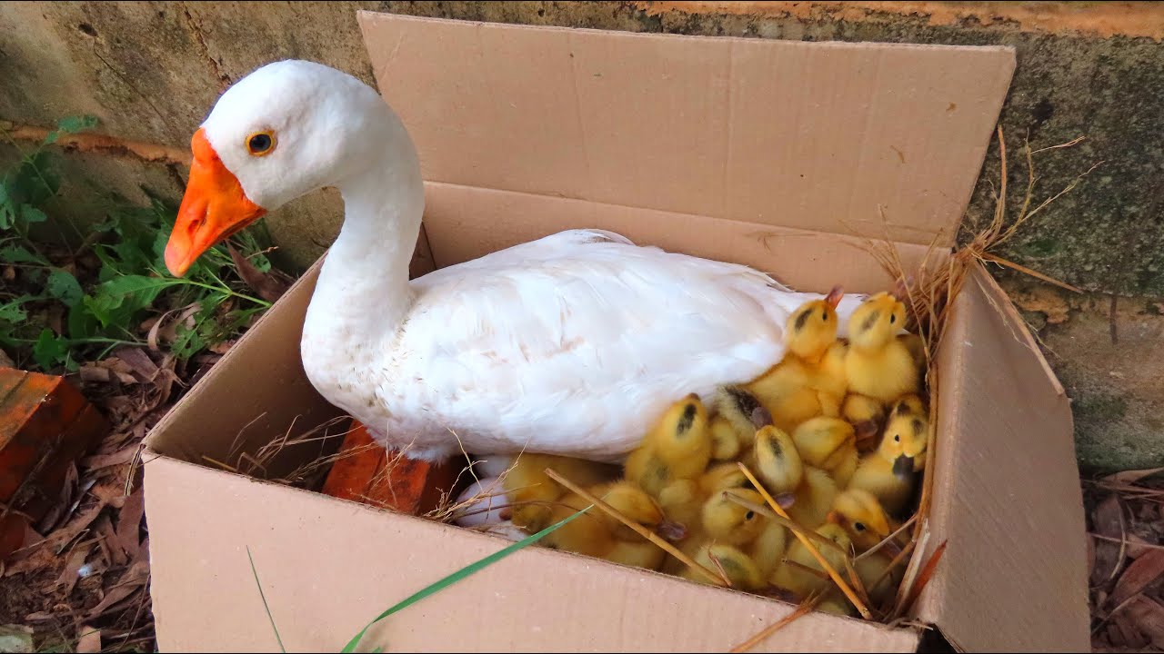 Amazing Pekin Family Duck Hatching From Eggs - Nee Baby Pekin Duck Born ...