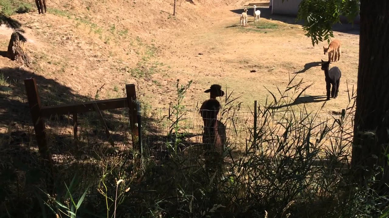 Alpacas on Rabinsky Road - YouTube