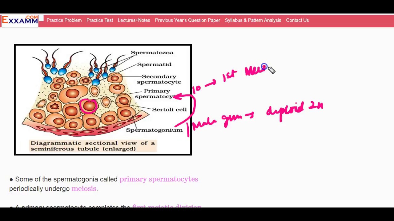 Spermatogenesis|Class 12|Chapter 3|NCERT-Biology - YouTube