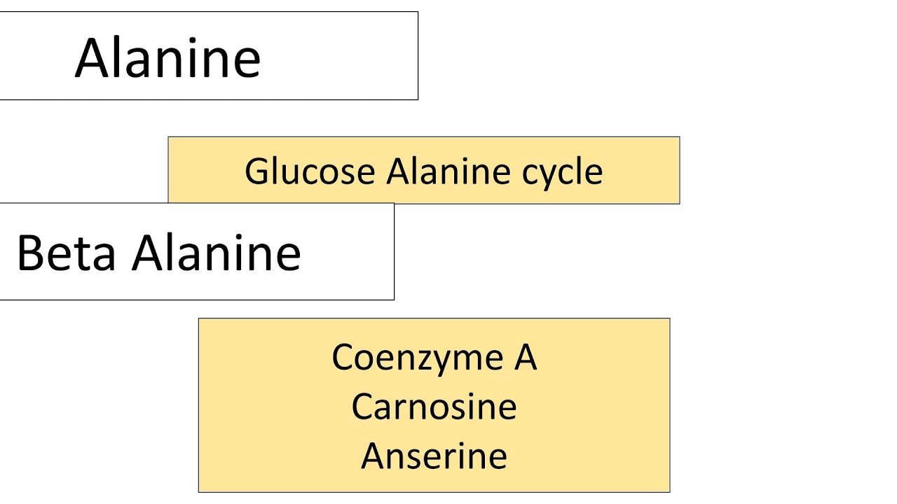 Alanine metabolism | Beta Alanine | Protein series| Mightymedicoz - YouTube