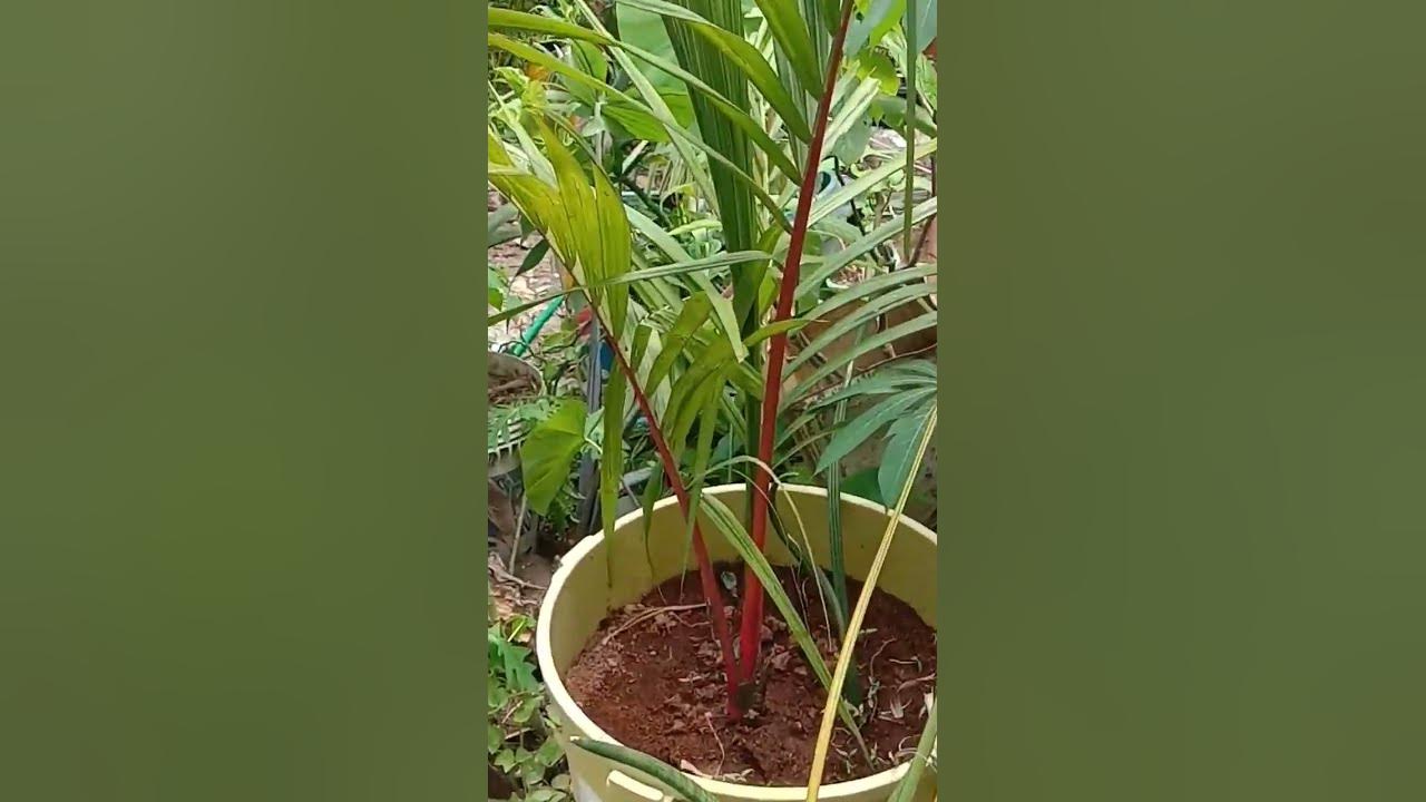 kulang na sa dilig ang mga halaman ko - YouTube