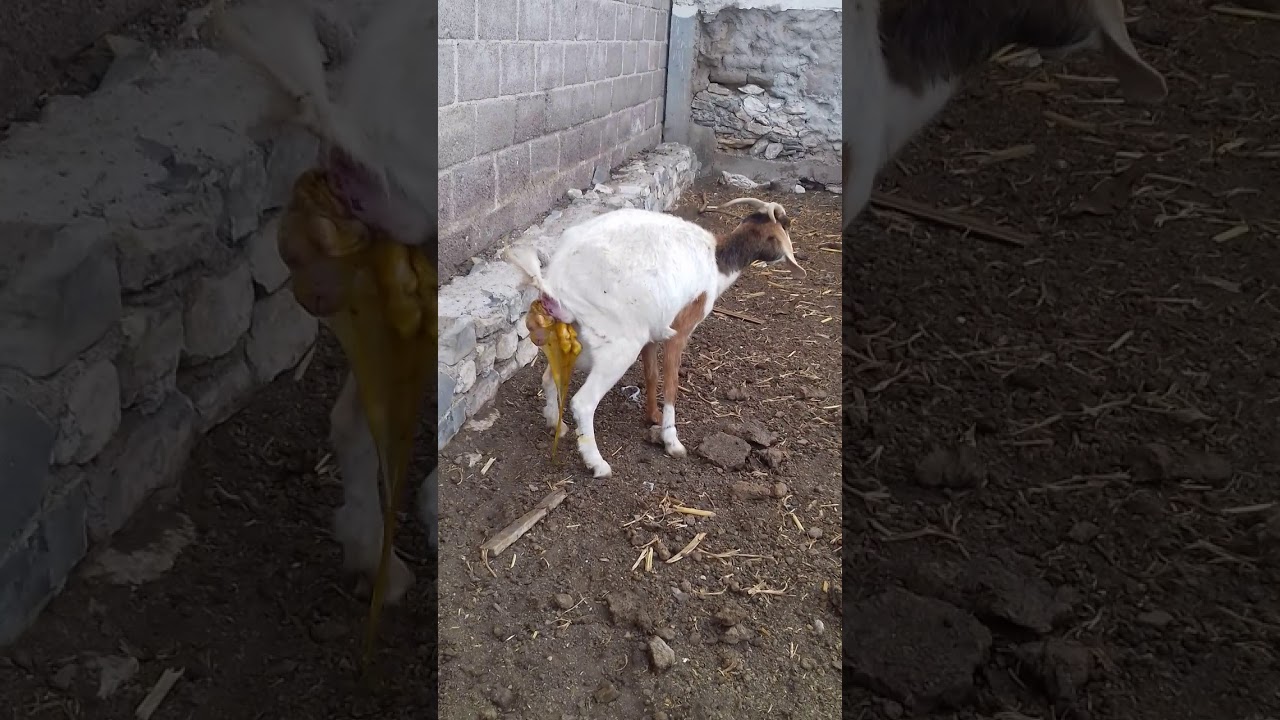 Cabra pariendo - YouTube