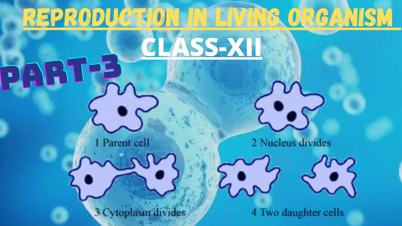 Part:03 Reproduction in living organism - YouTube