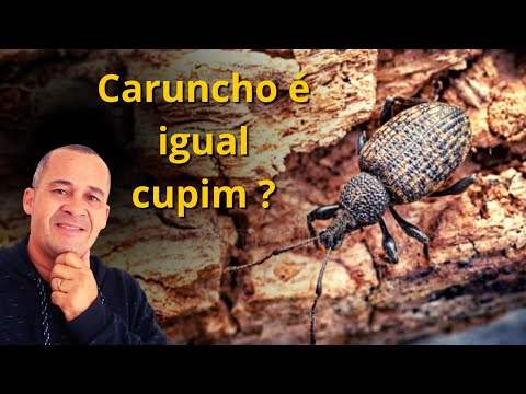 como eliminar caruncho e qual a diferença dele para o cupim !#insetos # ...