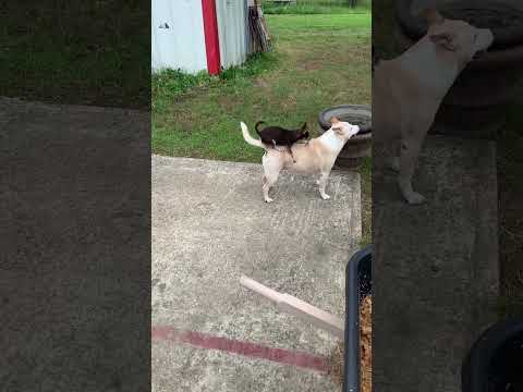 Chihuahua loves bigger dog