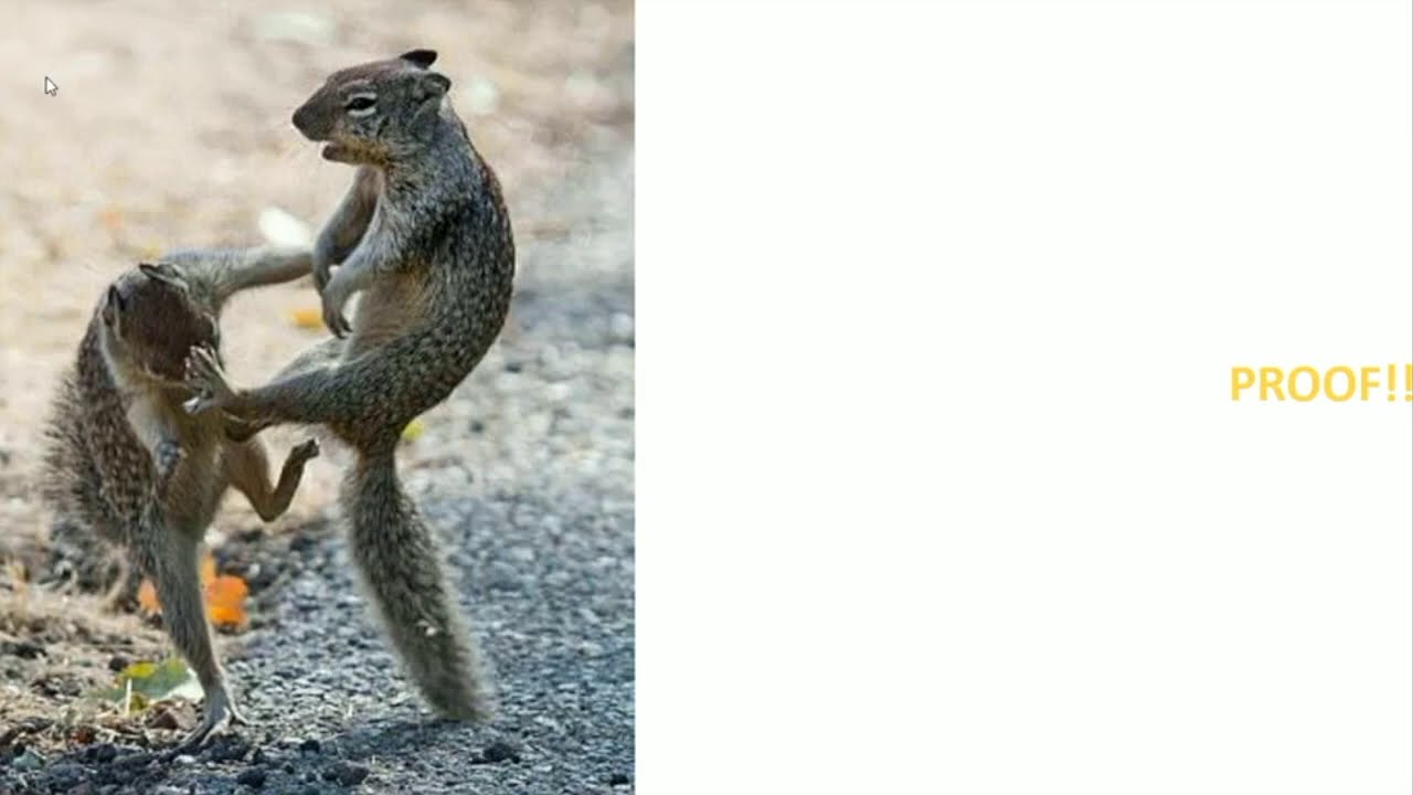 When Squirrels Attack! - YouTube