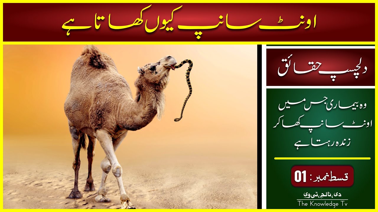 || Facts About Camel || Why Camel Eat Snake || اونٹ سانپ کیوں کھاتا ہے ...