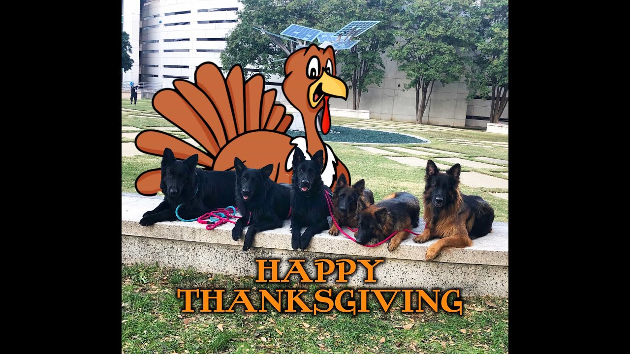 German Shepherds Eat WHOLE TURKEY. - YouTube